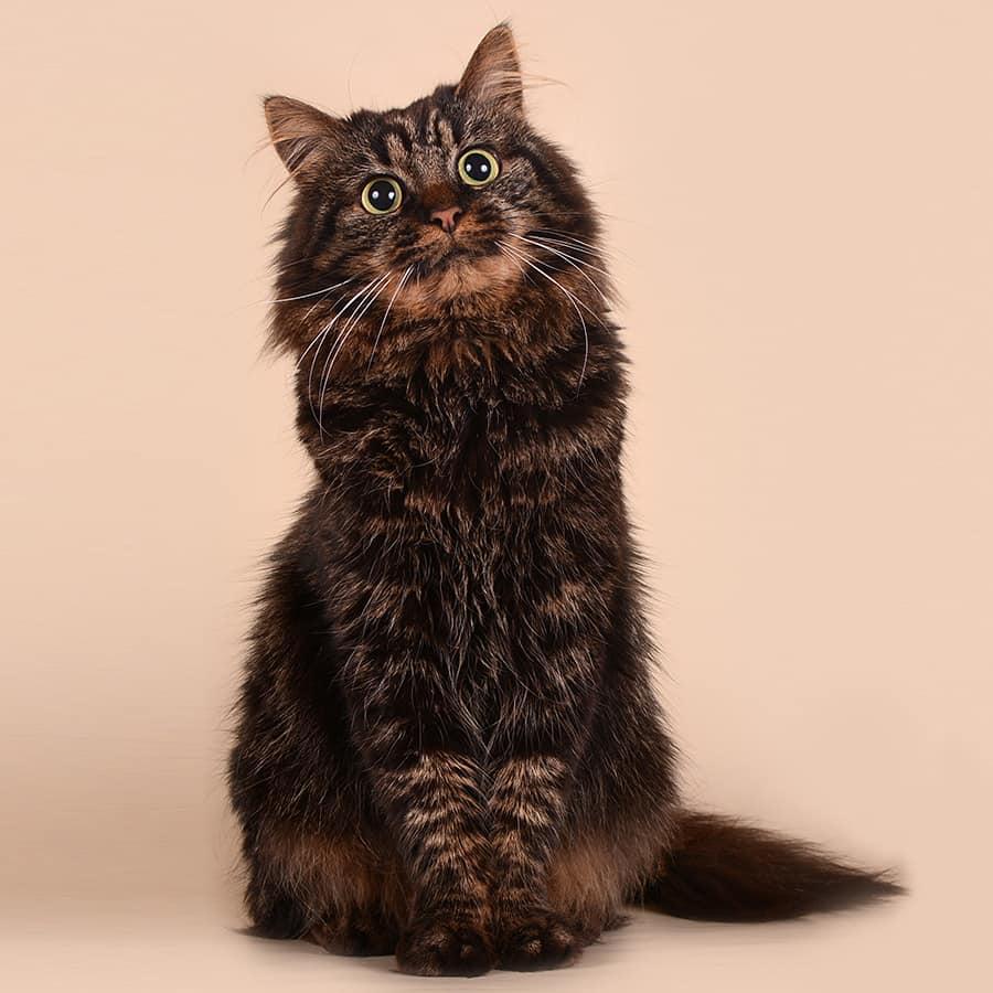 Varvara – Cat Cafe Vilnius