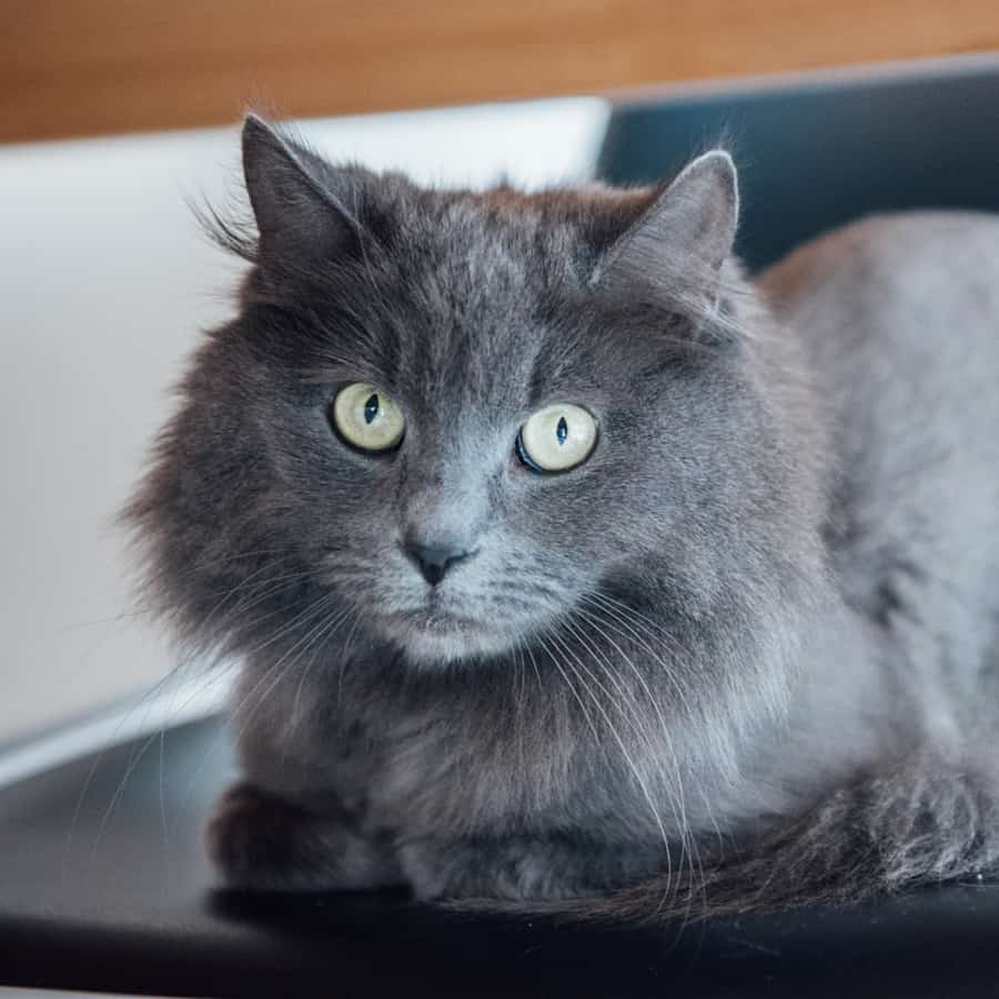 Bella – Cat Cafe Vilnius